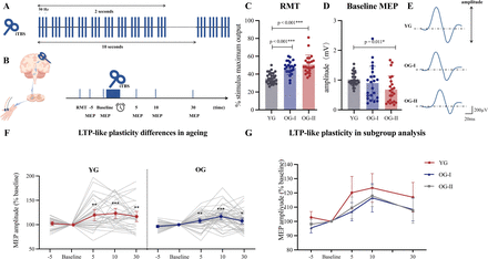 Age-related differences in long-term potentiation-like plasticity and ...