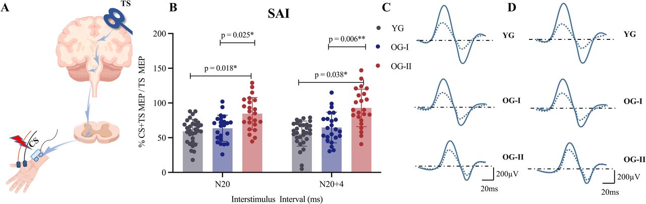 Age-related differences in long-term potentiation-like plasticity and ...