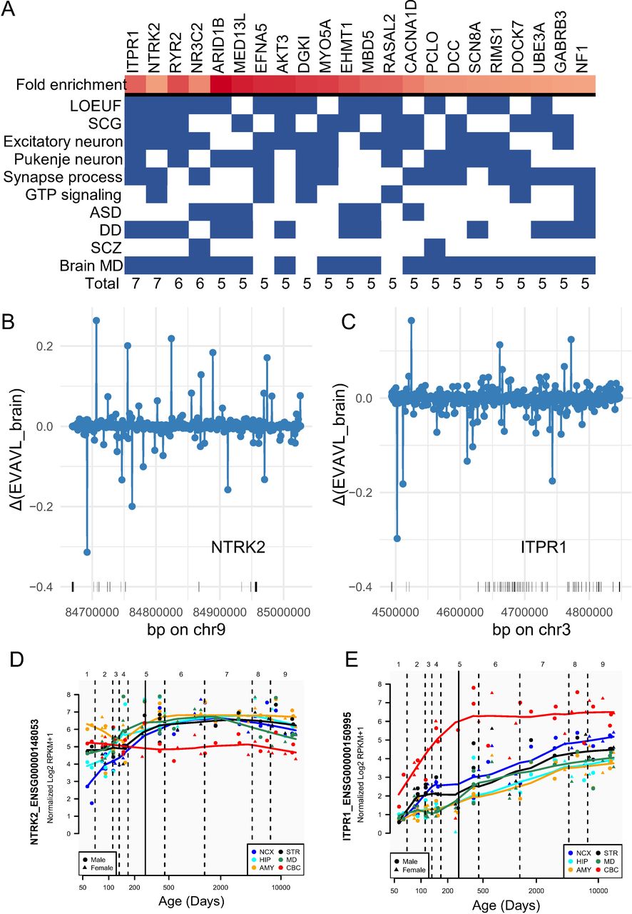 Human lineage mutations regulate RNA-protein binding of conserved genes ...