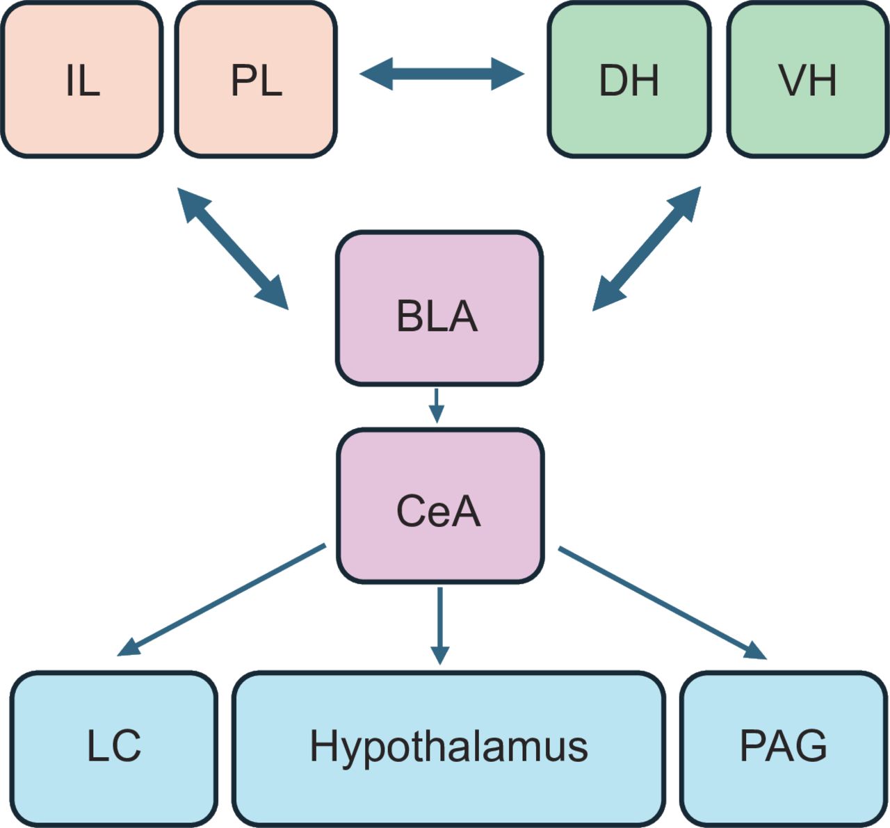 Progress in spatiotemporal regulation of fear memory: neural circuit ...